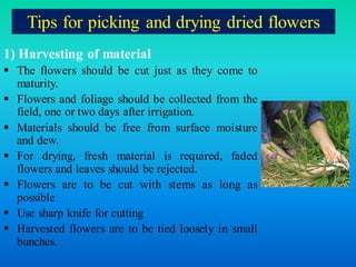 Dry flower. dry flower technology , advantage of dry flower technology ...