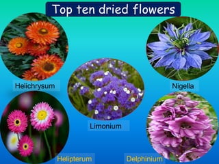 Dry flower. dry flower technology , advantage of dry flower technology ...