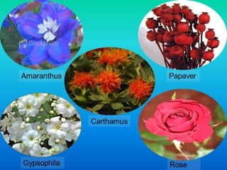 Dry flower. dry flower technology , advantage of dry flower technology ...