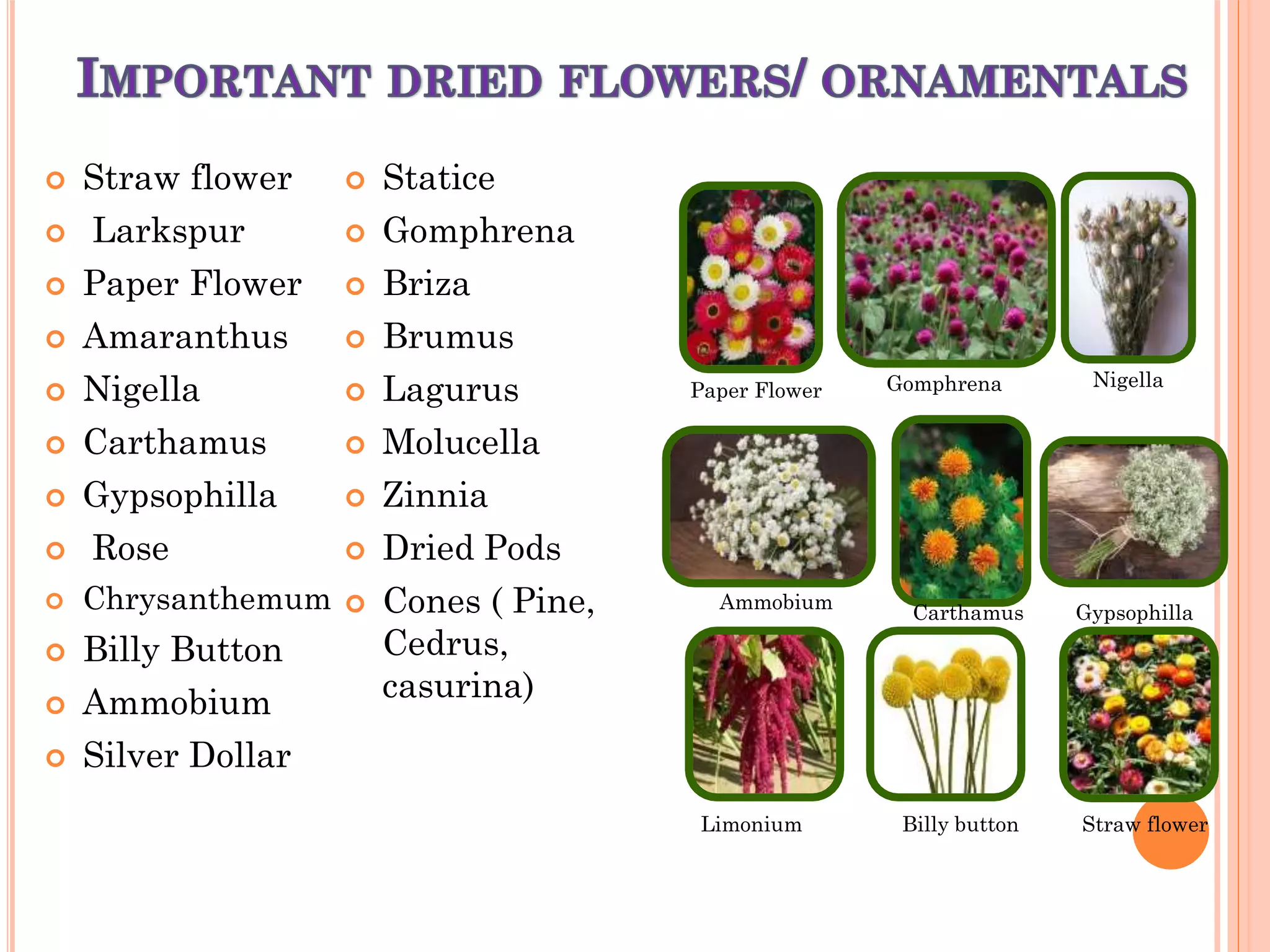 Dry flower processing technology | PDF