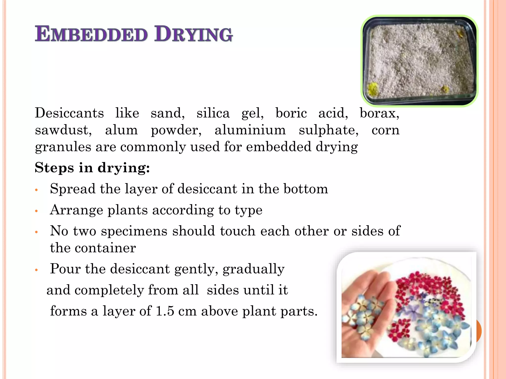 Dry flower processing technology | PDF