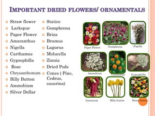 Dry flower processing technology | PDF