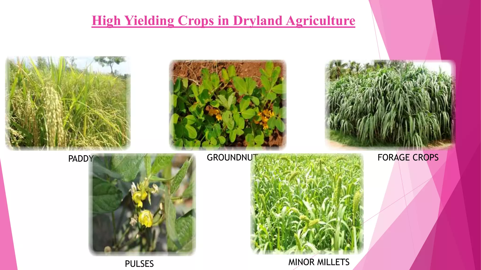Dry land agriulture | PPTX
