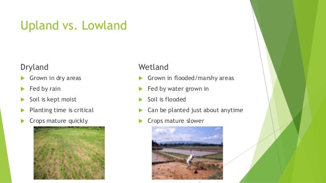 Dryland weeders