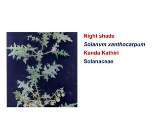 Major dry land weeds of sothern Tamil Nadu with their growth and ...