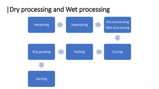 Dry processing and wet processing of Coffee - Washed processing and ...