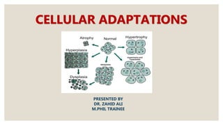 Cellular Adaptation | PPT