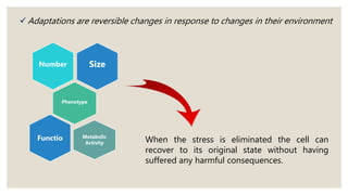 Cellular Adaptation | PPT