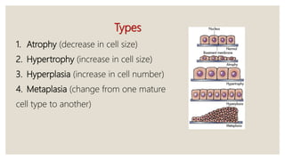 Cellular Adaptation | PPT