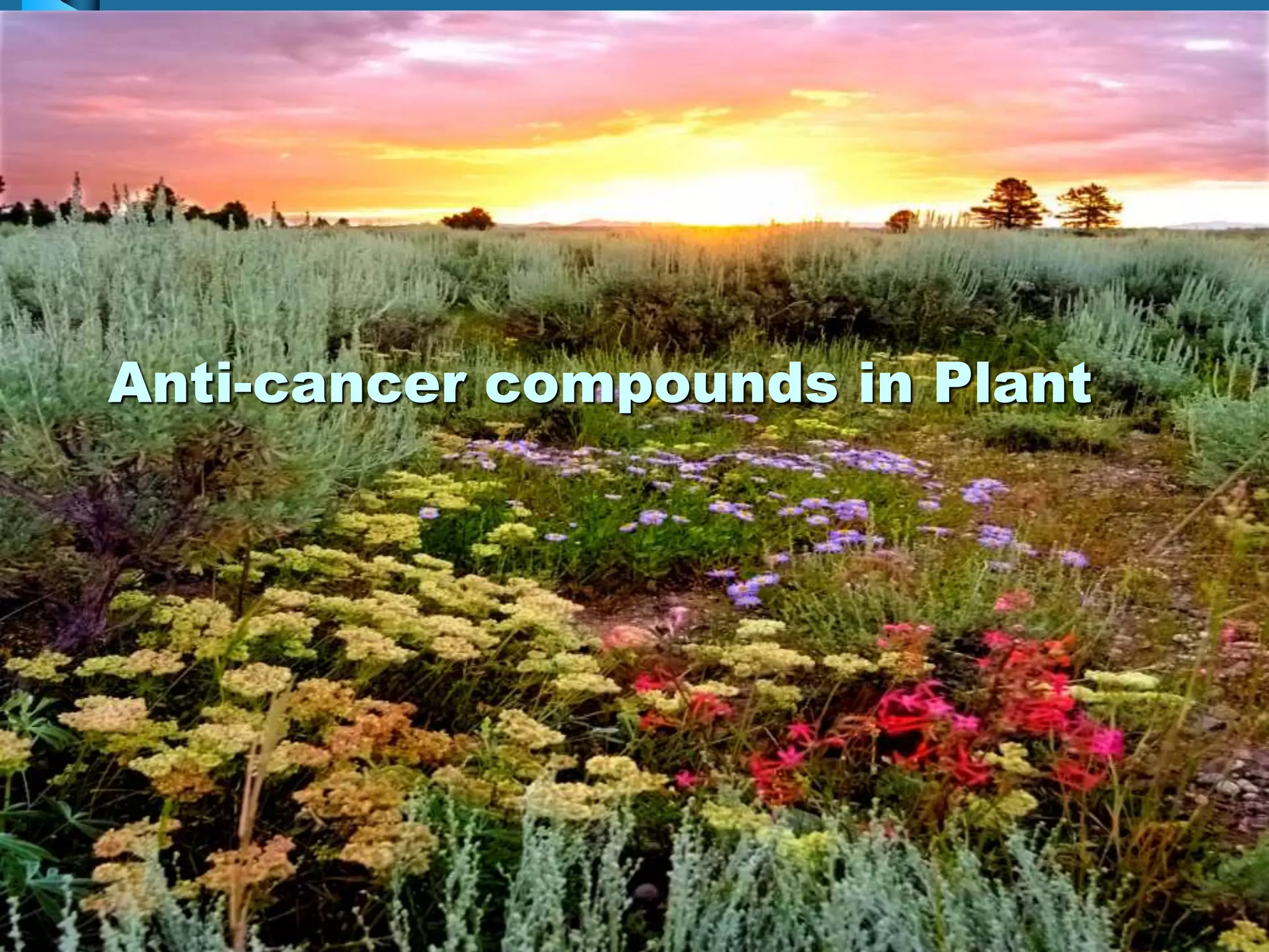 Dr zare habibeh plant drug for cancer prevention | PPT