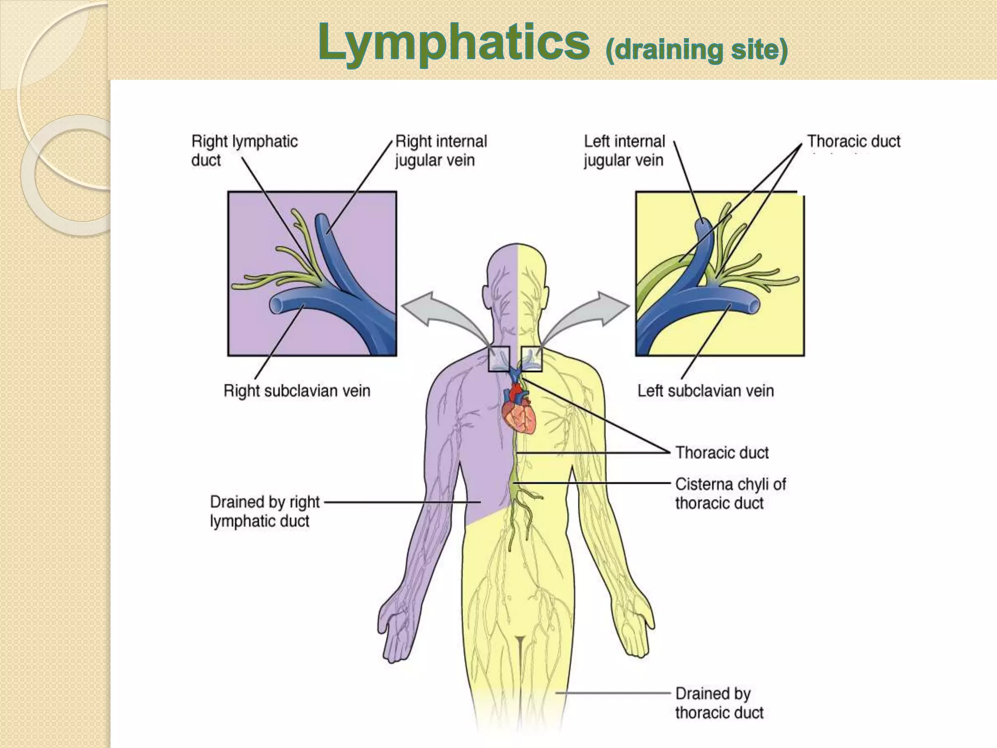 General Organization of the Lymph Nodes and Lymphatics | PPTX