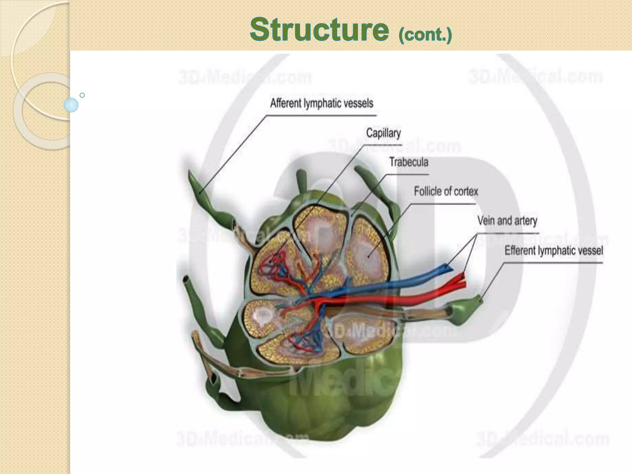 General Organization of the Lymph Nodes and Lymphatics | PPTX