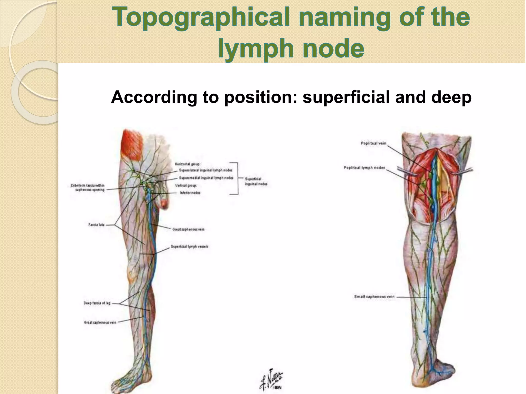 General Organization of the Lymph Nodes and Lymphatics | PPTX