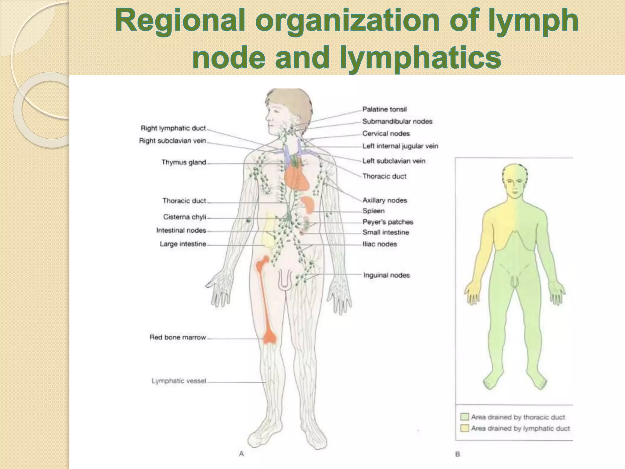 General Organization of the Lymph Nodes and Lymphatics | PPTX