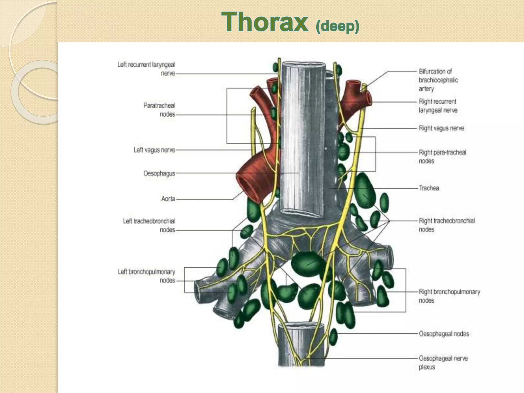 General Organization of the Lymph Nodes and Lymphatics | PPTX