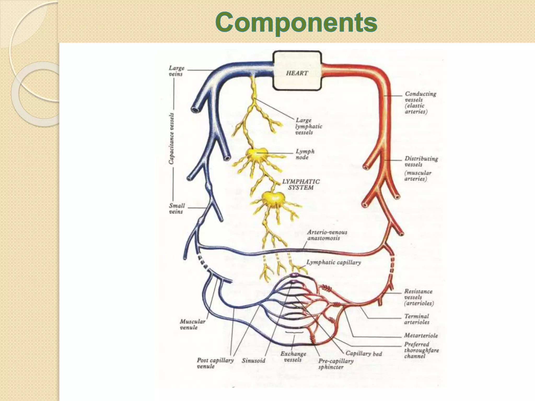 General Organization of the Lymph Nodes and Lymphatics | PPTX
