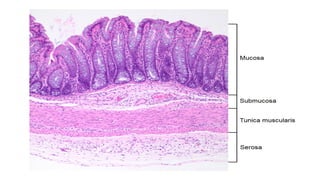 Digestive System - Histology - Types of Tissue.pptx