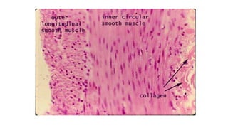 Digestive System - Histology - Types of Tissue.pptx