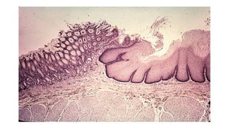 Digestive System - Histology - Types of Tissue.pptx