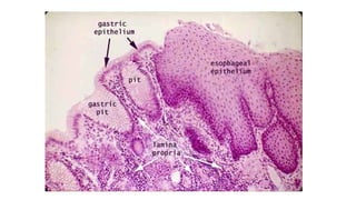 Digestive System - Histology - Types of Tissue.pptx