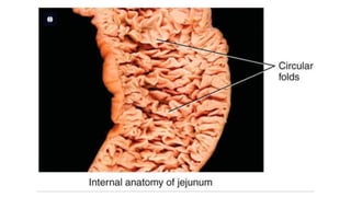 Digestive System - Histology - Types of Tissue.pptx