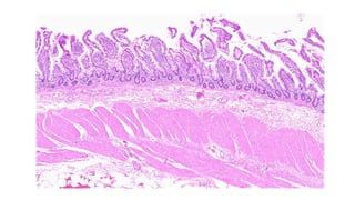 Digestive System - Histology - Types of Tissue.pptx