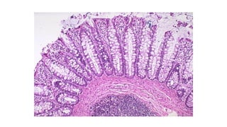 Digestive System - Histology - Types of Tissue.pptx