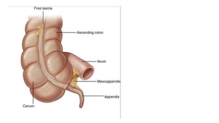 Digestive System - Histology - Types of Tissue.pptx