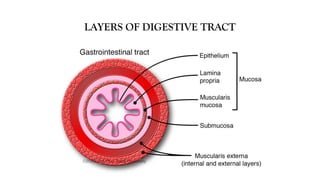 Digestive System - Histology - Types of Tissue.pptx
