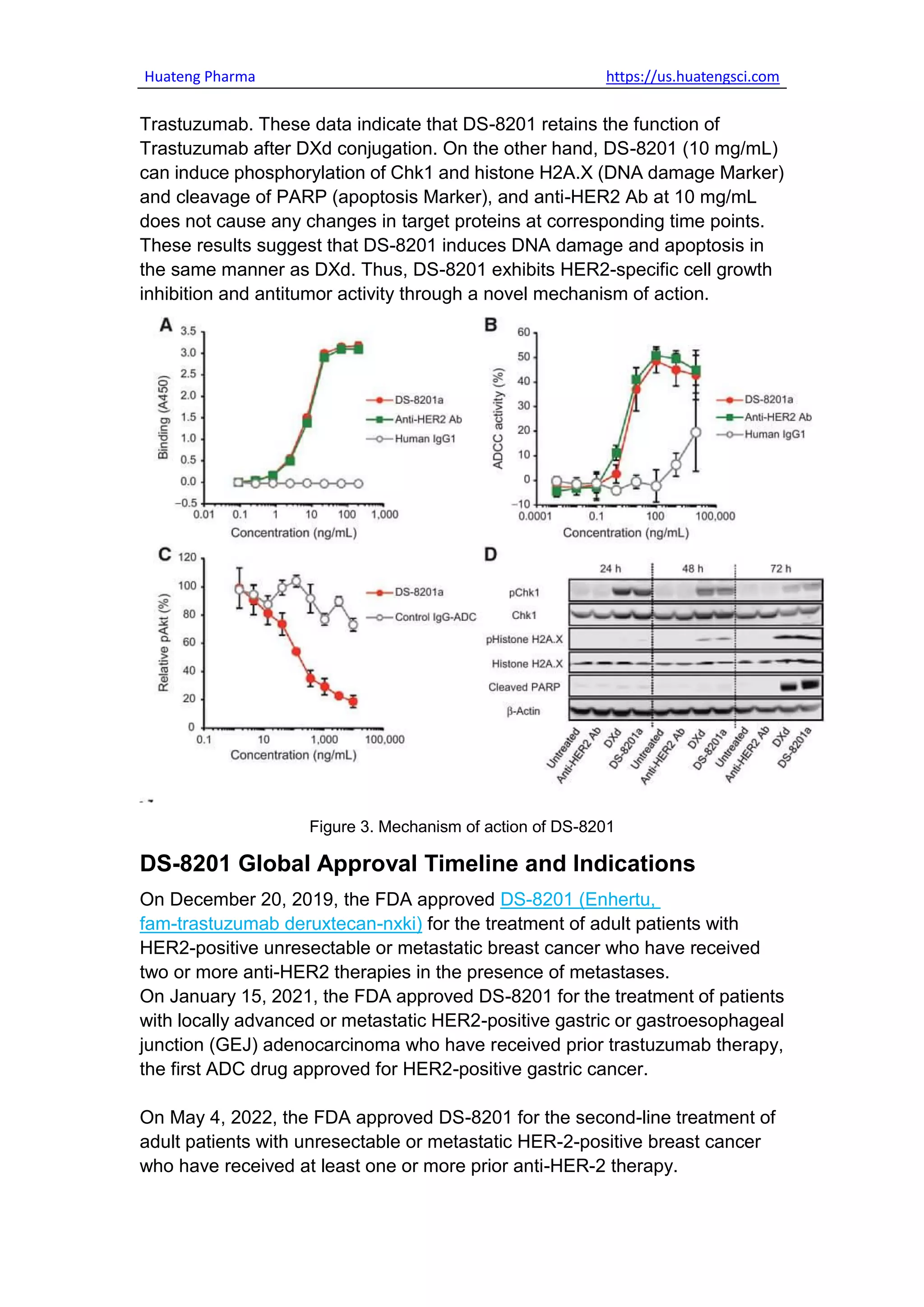 DS-8201 (Enhertu) A Potential ADC Drug Targeting HER2.pdf