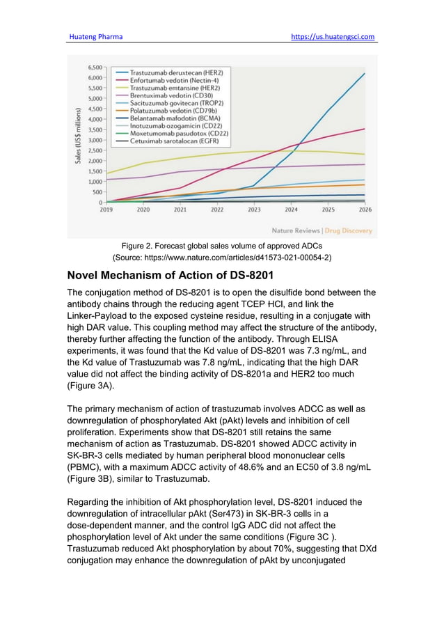 DS-8201 (Enhertu) A Potential ADC Drug Targeting HER2.pdf