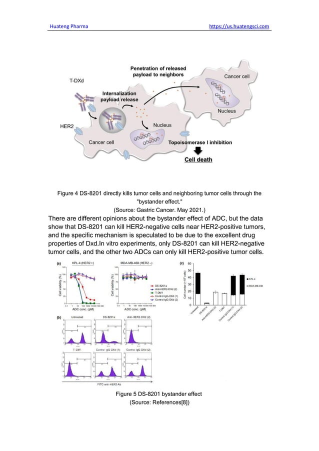 DS-8201 (Enhertu) A Potential ADC Drug Targeting HER2.pdf