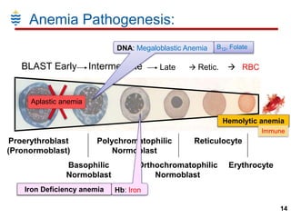 Haematology for Dental Students - RBC Disorders | PPTX