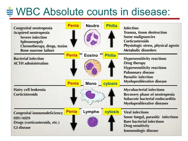 Haematology for Dental Students - WBC Disorders | PPT