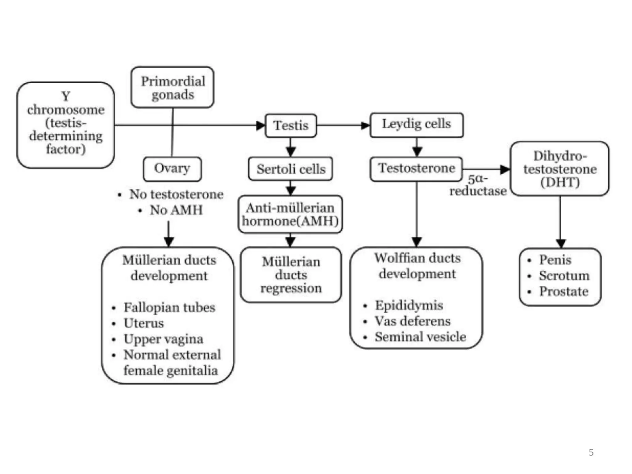Approach to DSD (Ambiguous genitalia) | PPTX