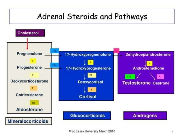 Approach to DSD (Ambiguous genitalia) | PPTX | Endocrine and Metabolic ...