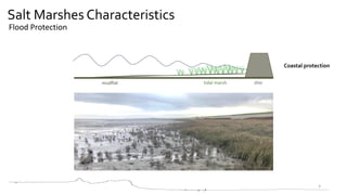 DSD-INT 2023 Process-based modelling of salt marsh development coupling ...