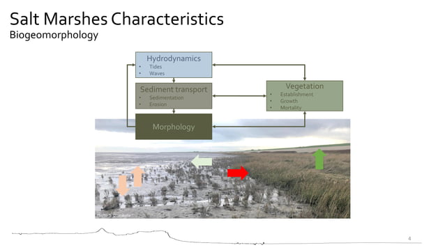 DSD-INT 2023 Process-based modelling of salt marsh development coupling ...
