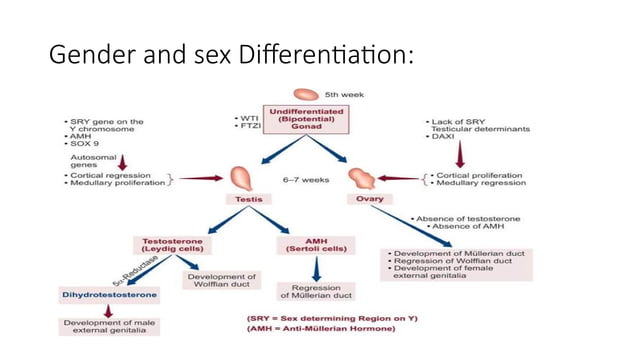 DSD ( disorders of sexual development).pptx