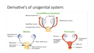 DSD ( disorders of sexual development).pptx