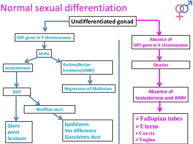 Disorder Of Sesual Differentiation Dsd