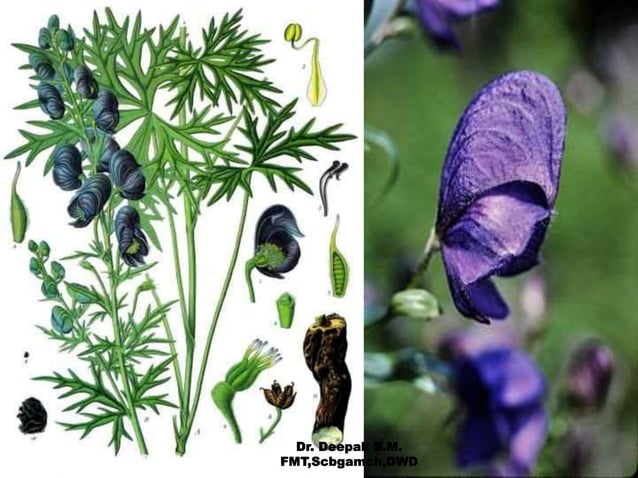 vatsanabha the aconite | PDF | Hinduism | Religion & Spirituality