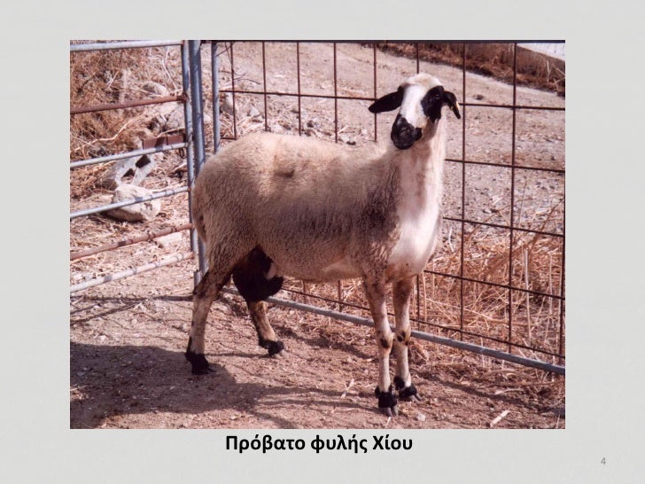 Sheep and Goat production in Cyprus: Problems and Prospects.