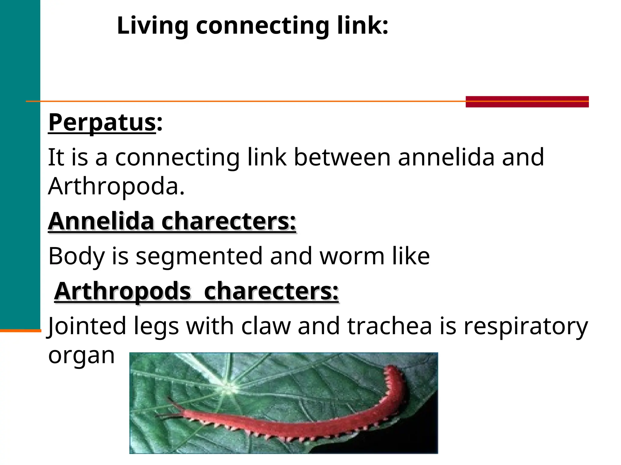 DSR-Connecting_link_DrDsRathodZoology.ppt