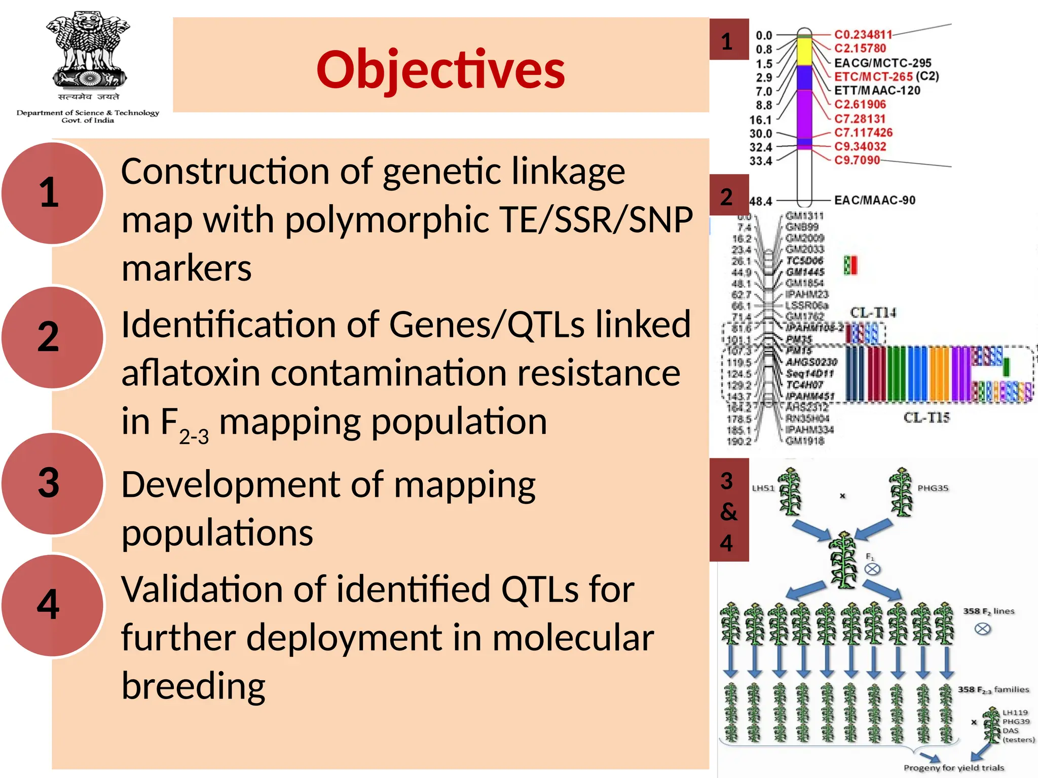 DST project presentation on Breeding for Aflatoxin resistance.pptx