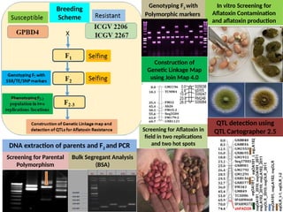 DST project presentation on Breeding for Aflatoxin resistance.pptx