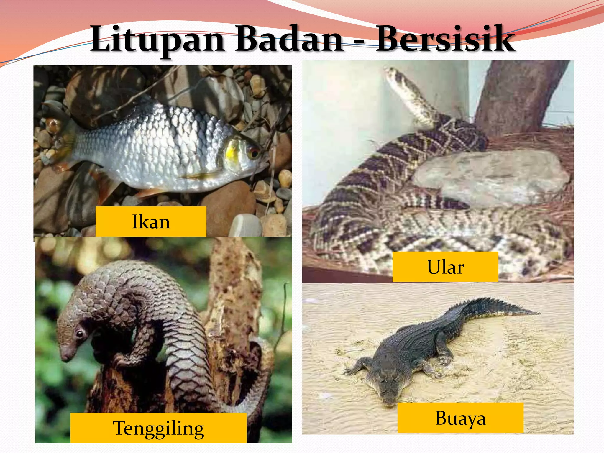 Dst tahun 3 kenali haiwan | PPTX