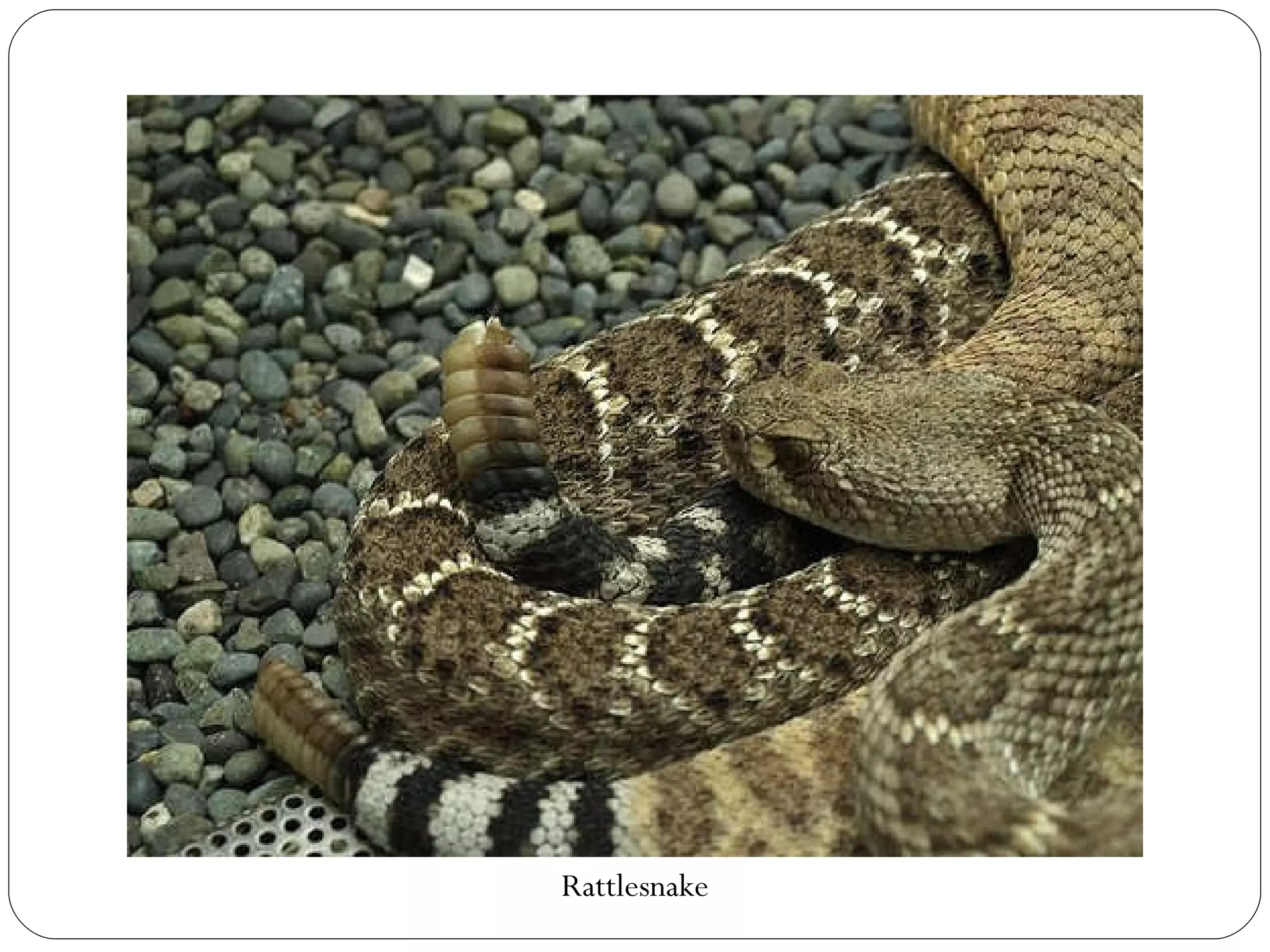 D:\student\snakes | PPT