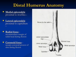 Distal Humerus Anatomy