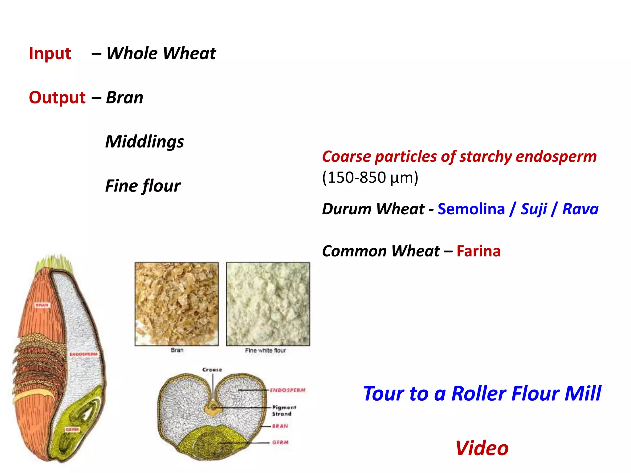 Wheat and wheat milling | PPT